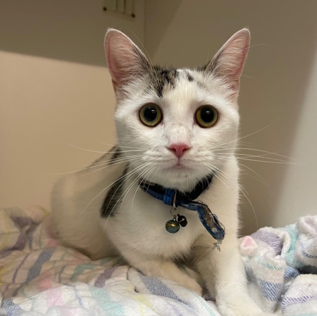 Lost pets » Town of Victoria Park